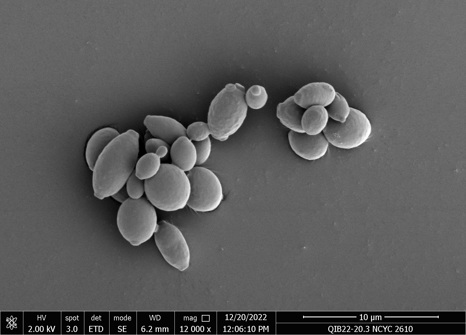 Sungouiella pseudointermedia 2610 | National Collection of Yeast Cultures