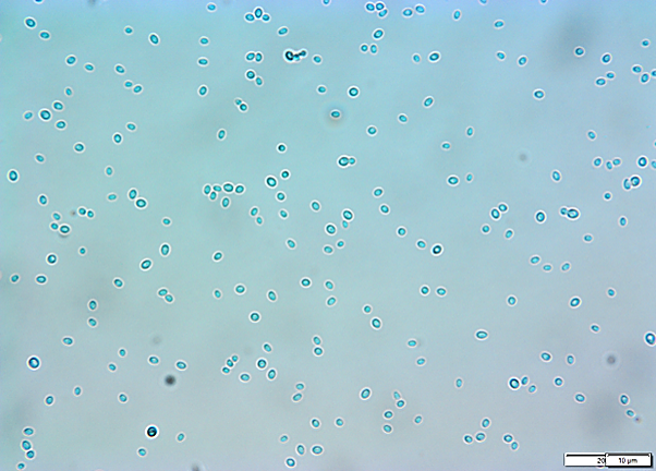 Wickerhamomyces anomalus 4511 | National Collection of Yeast Cultures